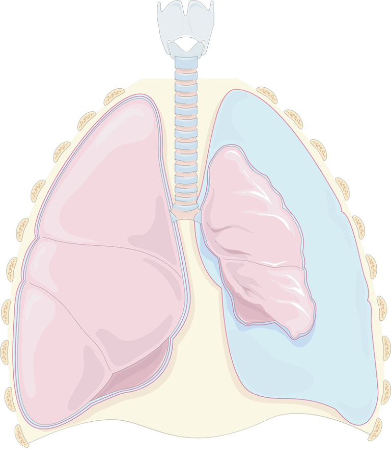 Behandeling longziekten - ZNA Vaatheelkunde Antwerpen